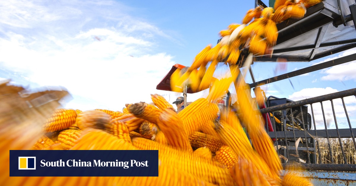 China gets first corn shipment from South Africa, bolstering push to ...