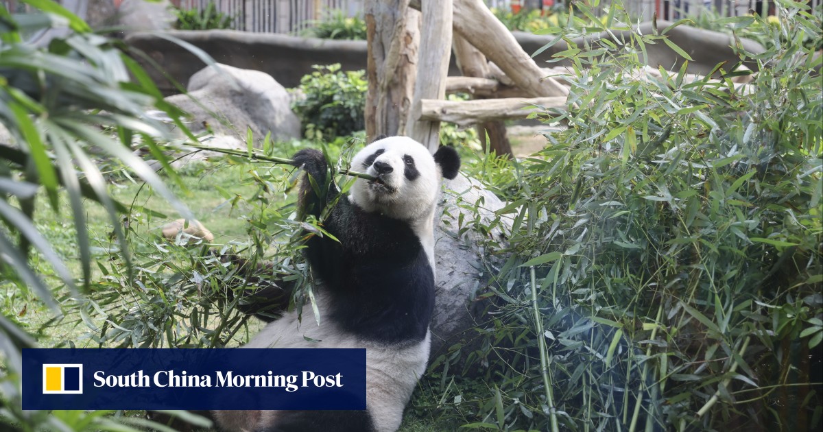 Exclusive | New pandas in Hong Kong? Ocean Park, city in discussions ...