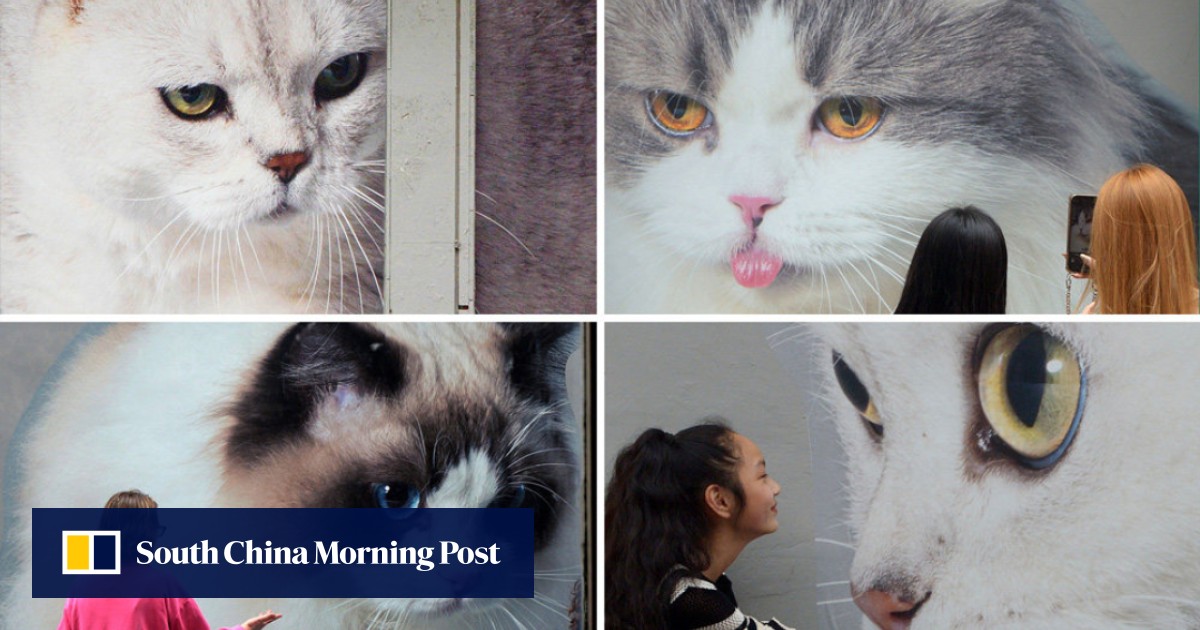‘Cats are healing pets’: old city of Shanghai becomes magnet for selfie ...
