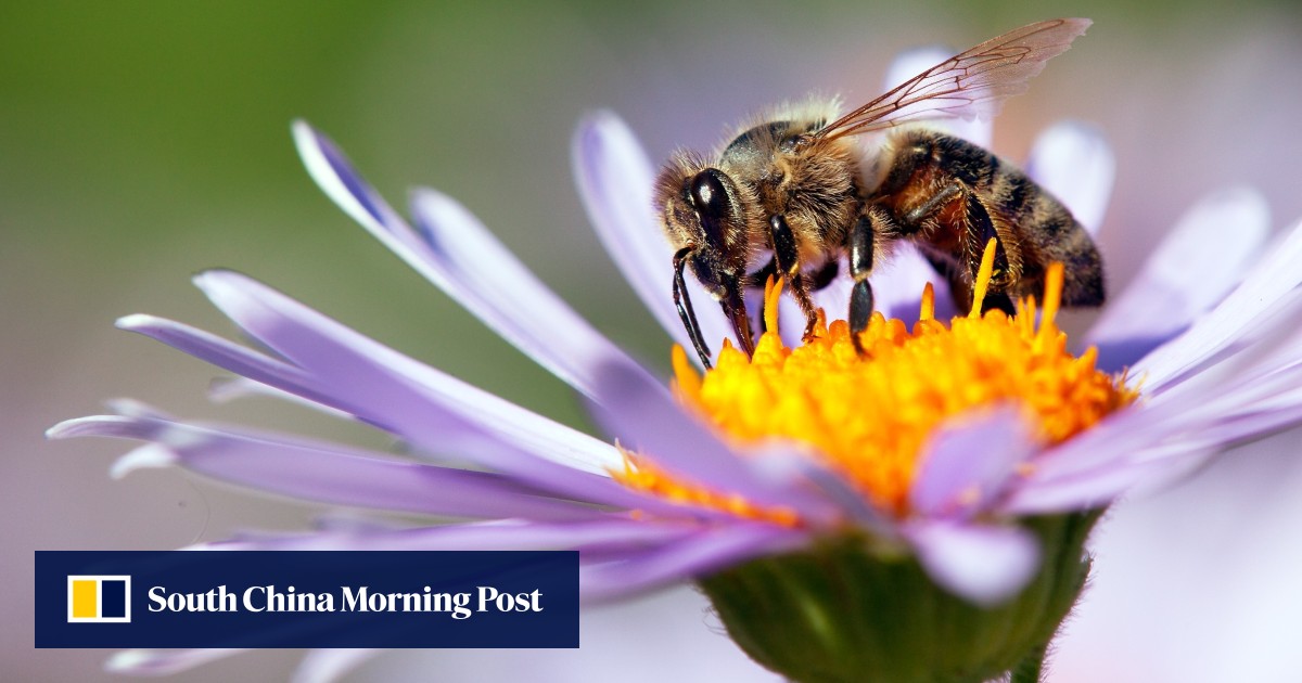 Hong Kong government worker dies after being stung 4 times by bees ...