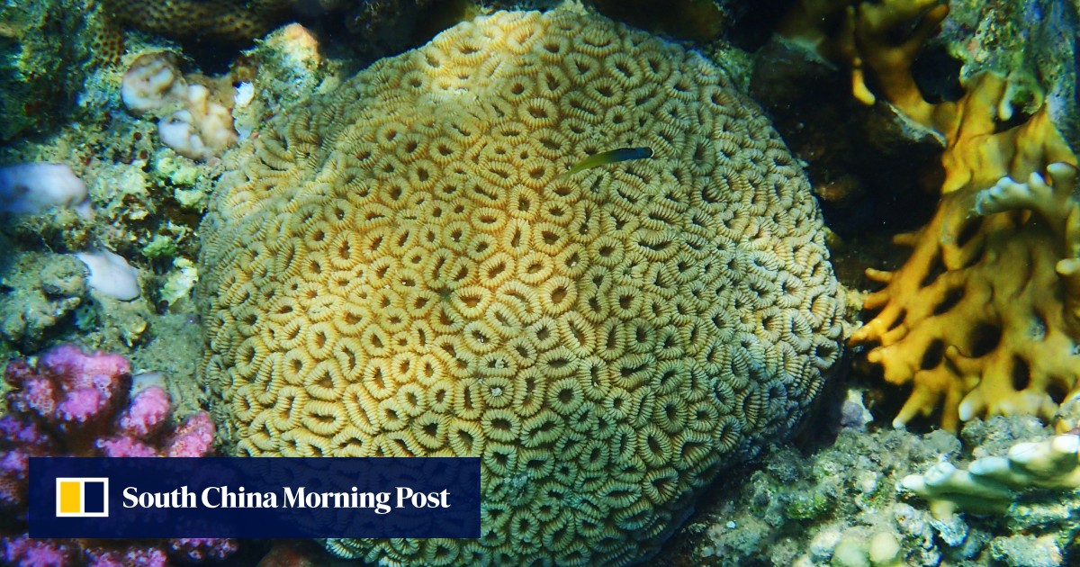 Call to preserve coral threatened by reclamation work in Hong Kong’s ...
