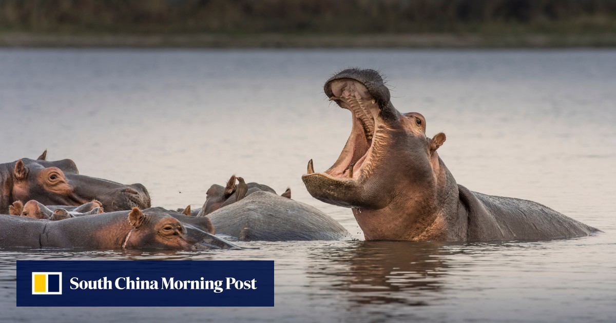 Baby dead, 23 people missing after hippo hits boat in Malawi | South ...