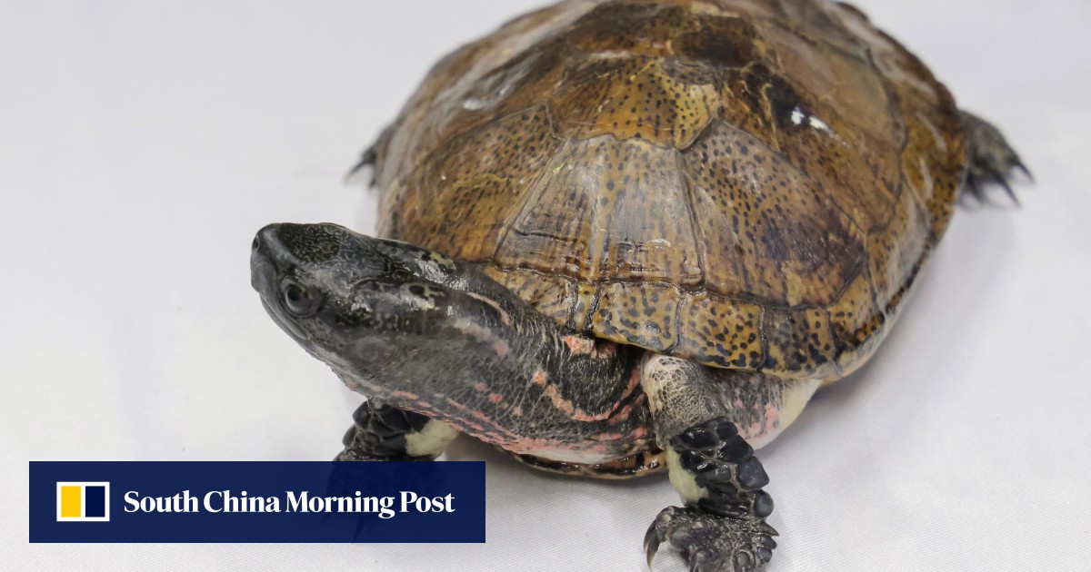Drastic decline in 3 of Hong Kong’s freshwater turtle species, study ...