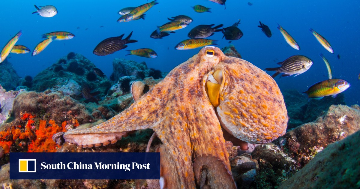 Video of Costello the octopus may show him waking from nightmare, say ...