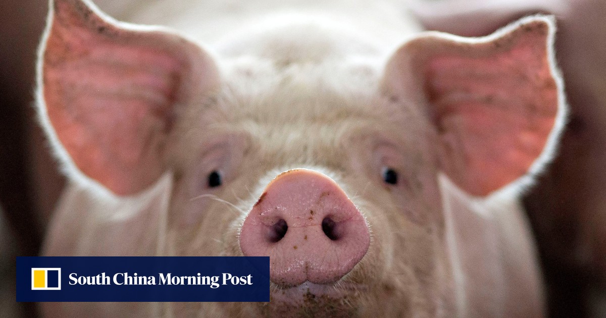 Pigs might fly but their fat shouldn’t, environmental experts warn ...