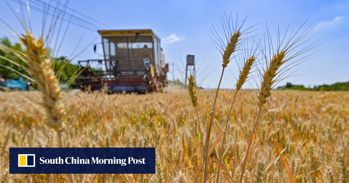 China food security: wheat crops face ‘unprecedented’ risks as world ...