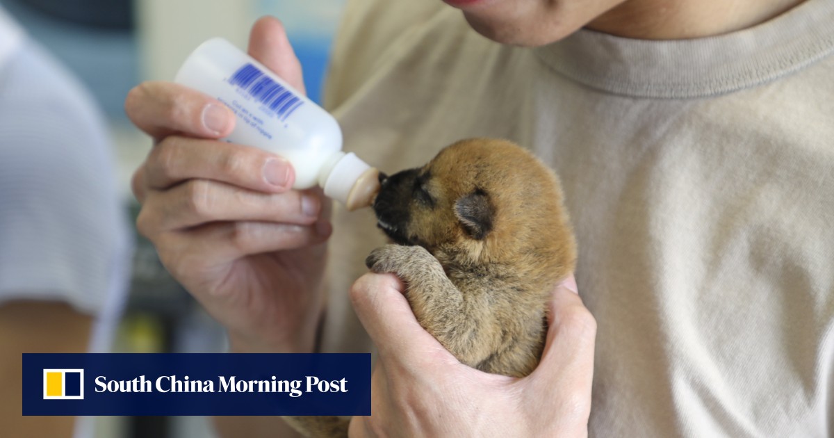 Hong Kong-trained vets 1 step closer to being allowed to practise in ...