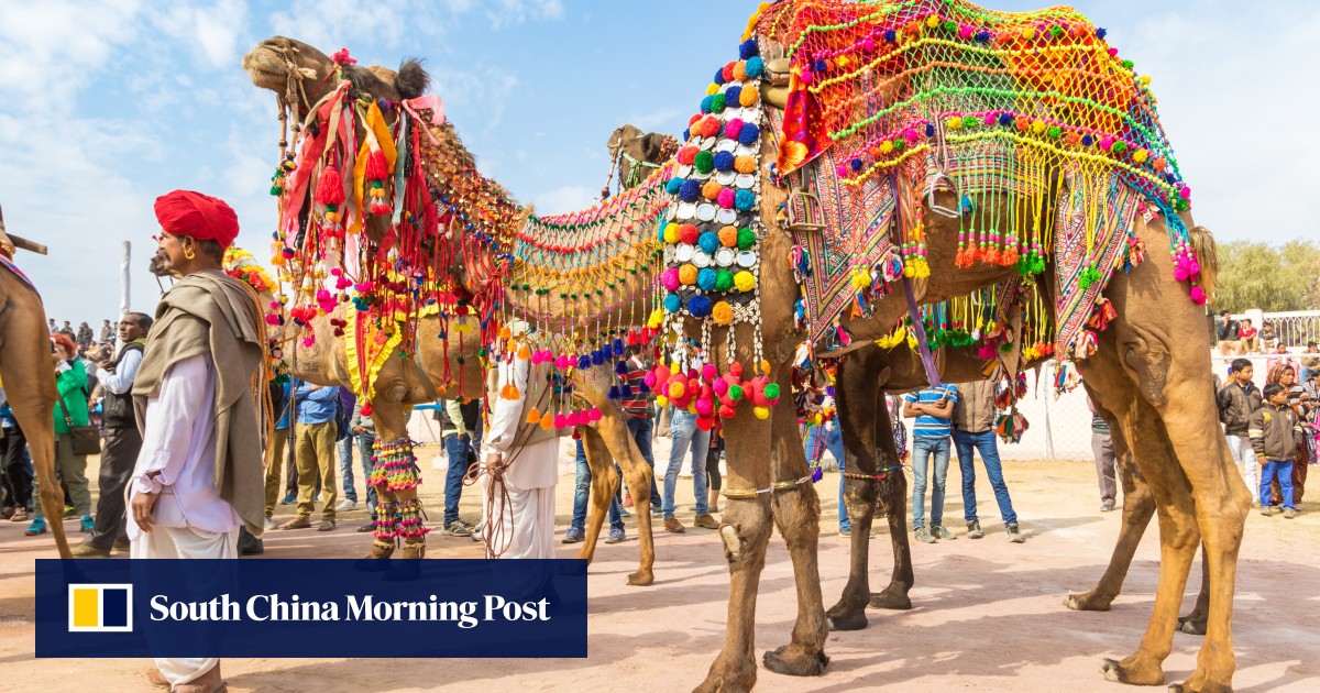 India’s Rajasthan state once had a thriving camel industry, but now ...
