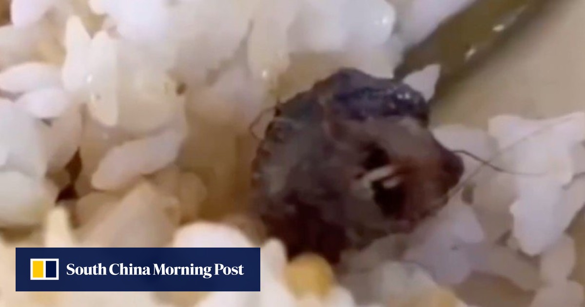 Local cadres blamed over mouse head meal at college canteen in China ...