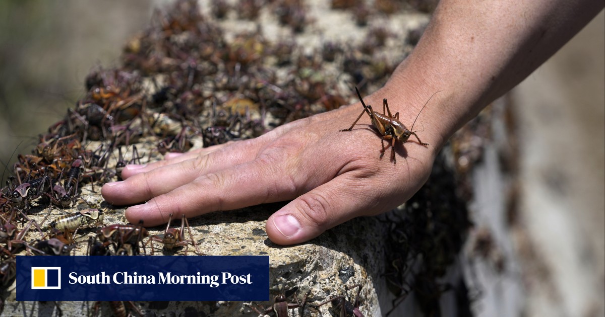 Blood-red Mormon crickets invade US town, as residents fight back ...