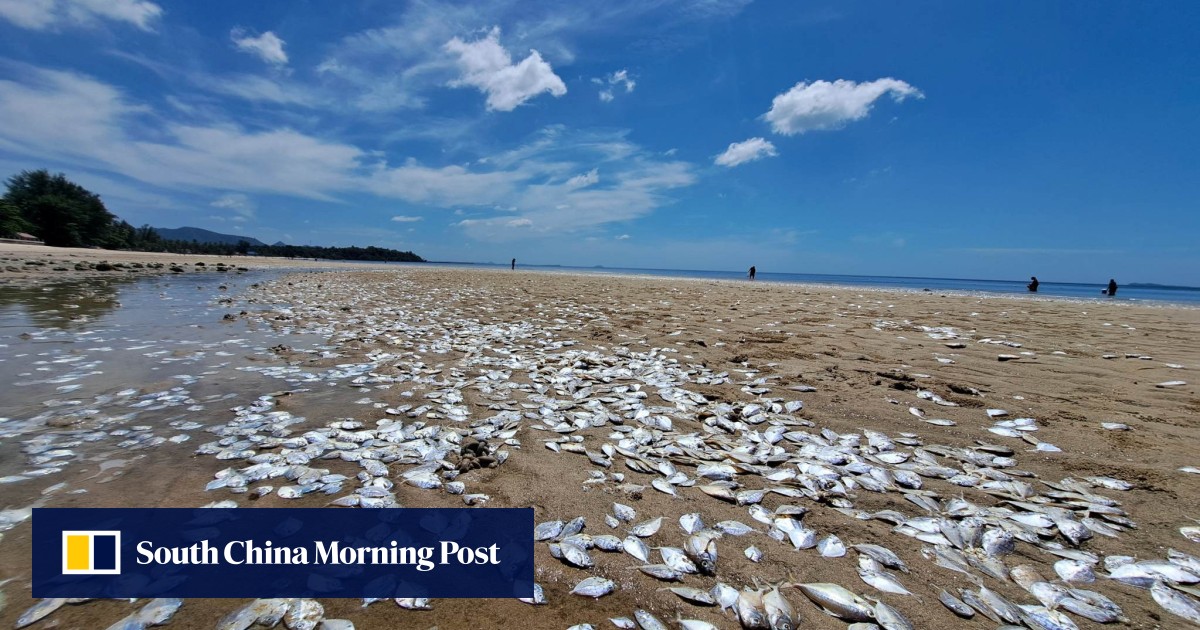 Thailand’s mass fish deaths, plankton bloom, caused by climate change ...