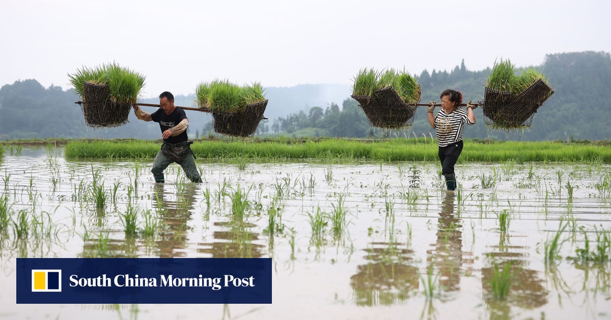 China defends hillside rice farming as country pushes to guarantee food ...