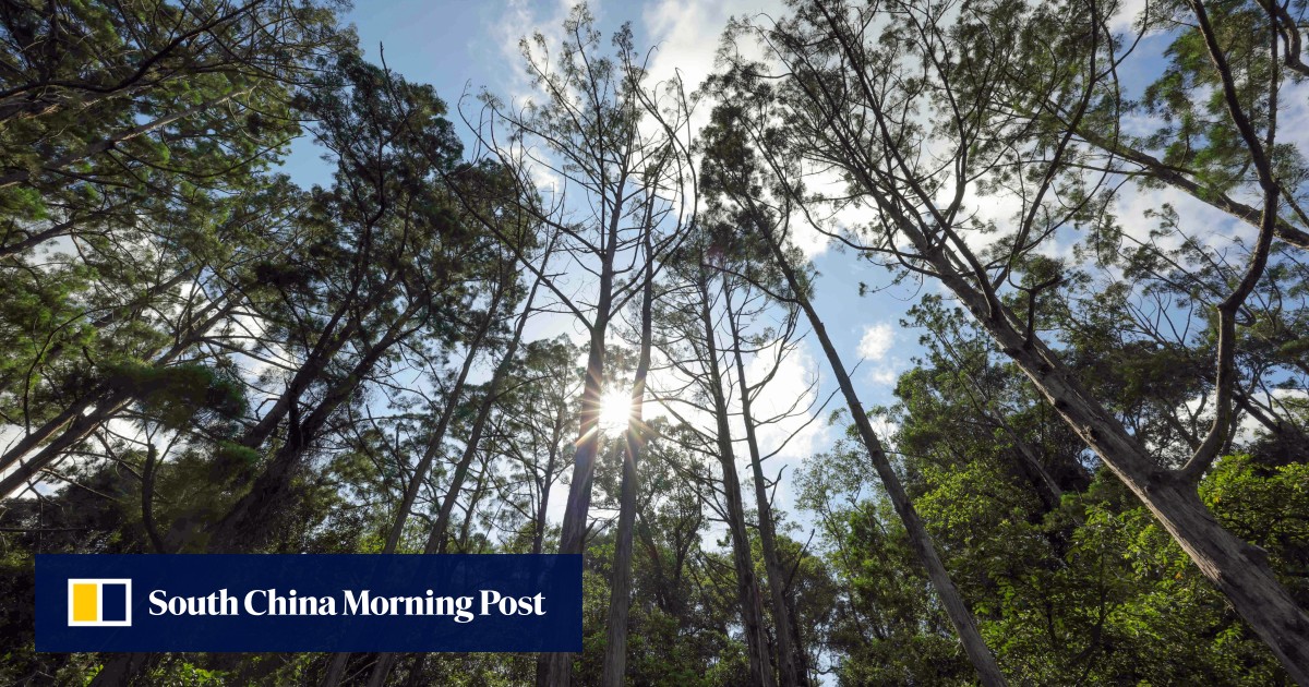 Hong Kong risks losing endangered trees under plan to build public ...