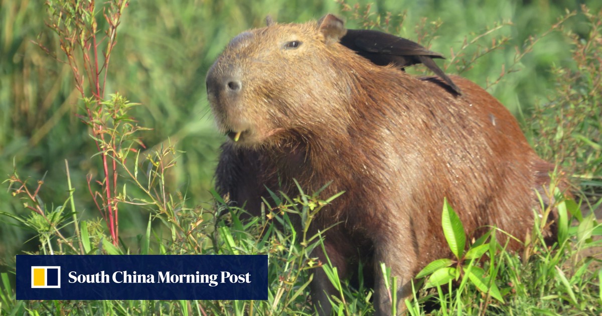 Eco-tourism in Peru: Amazon travellers get up close with sloths ...