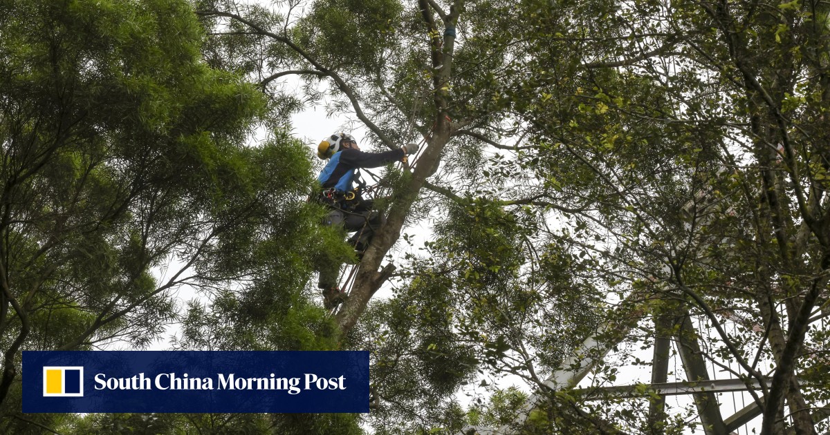 Hong Kong Power Firms New System Predicts Tree Growth Near Overhead