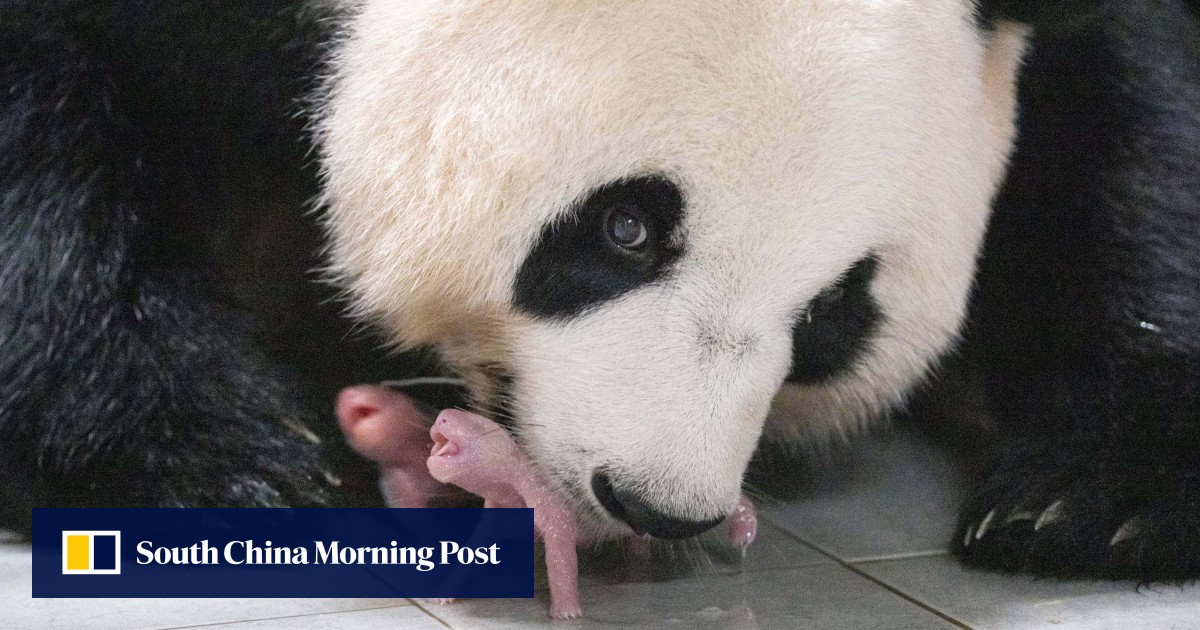 Where to see China’s giant pandas around the world, from the US and ...
