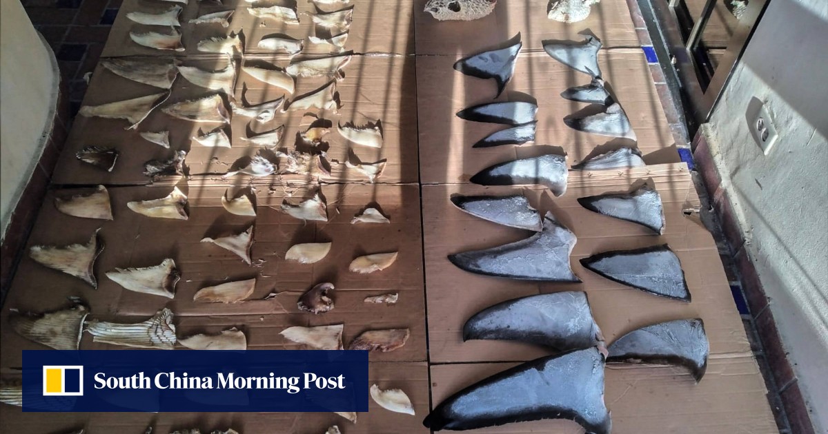 Panama seizes 6 tonnes of shark fins bound for Asia | South China ...