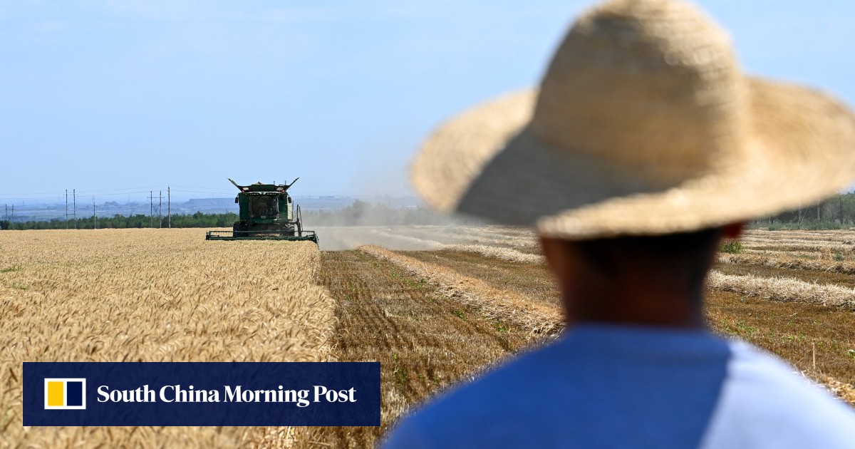 China Food Security Critical Grain Harvest Sees First Summer Drop In 5