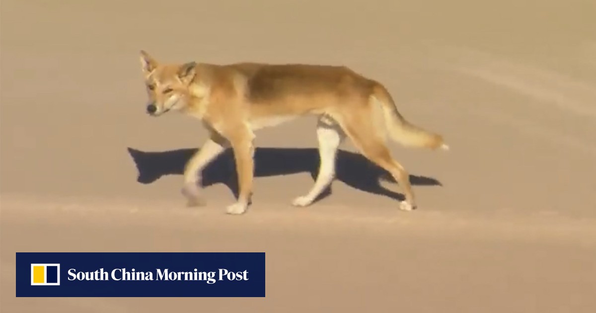 Dingo pack leader killed after attacking jogger on a popular Australian ...