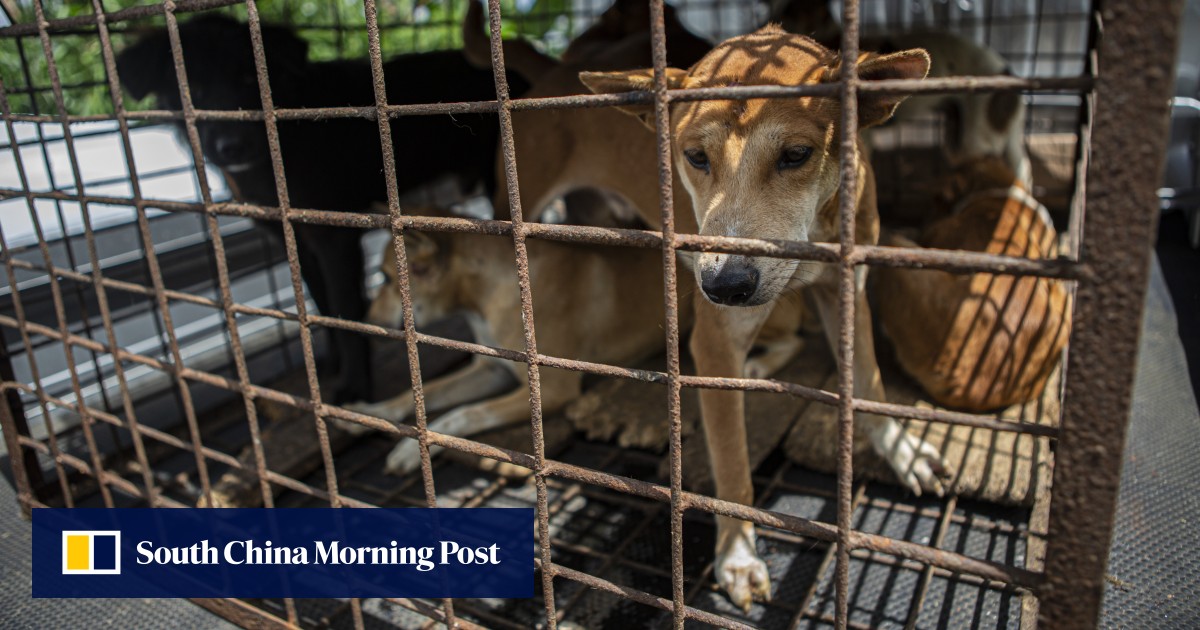 Indonesian market ends ‘brutally cruel’ dog and cat meat slaughter ...