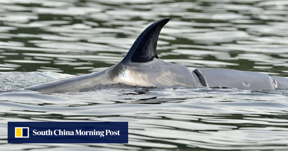 Hong Kong marine experts spot changes in feeding pattern of injured ...
