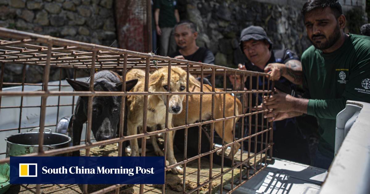 Indonesian dog meat market gone, but tighter laws needed to cull trade ...