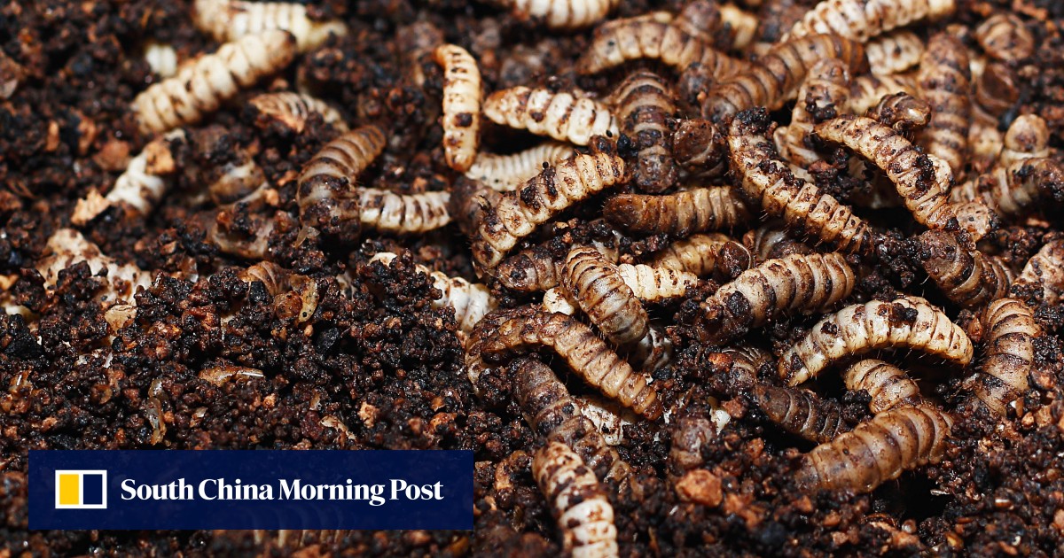 Can humble fly solve China’s protein problem as food stocks dwindle ...