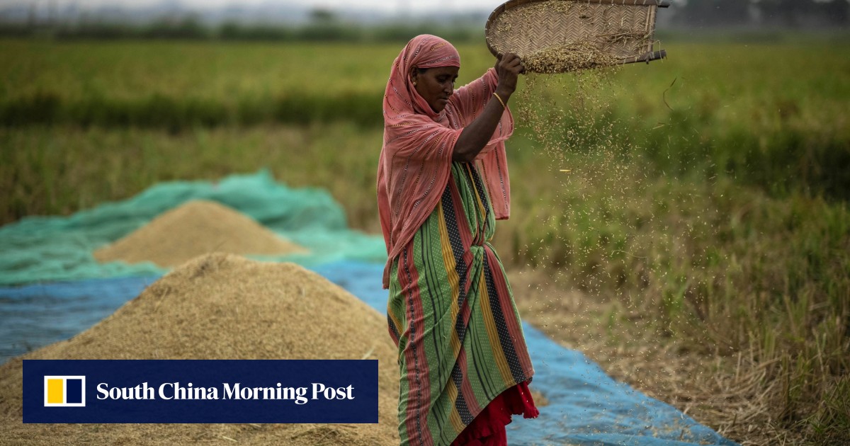 Asia’s rice prices skyrocket after India’s export ban – as Thailand ...