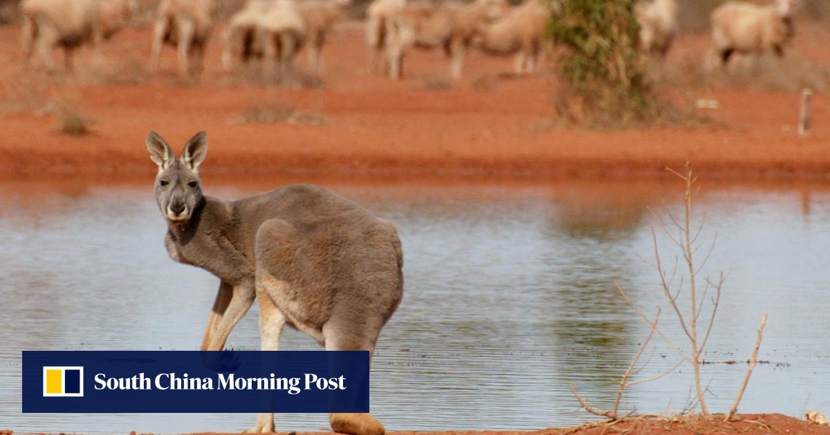 Australia’s kangaroos are still killed regularly even as global brands ...