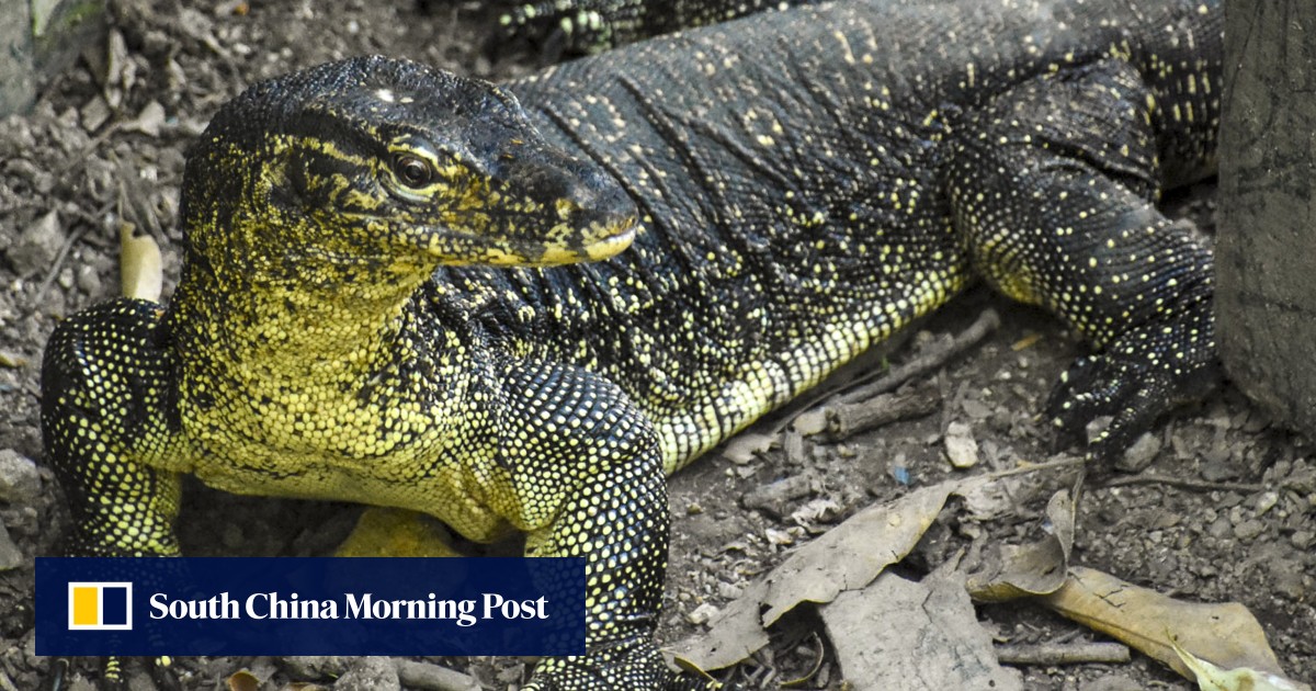 Hongkongers urged to report sightings of missing 1.5-metre monitor ...