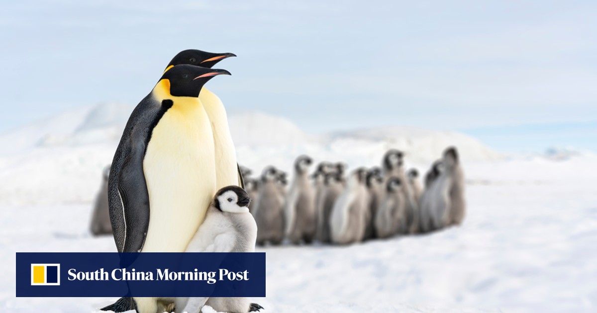 Antarctica emperor penguin chicks decimated by global warming | South ...
