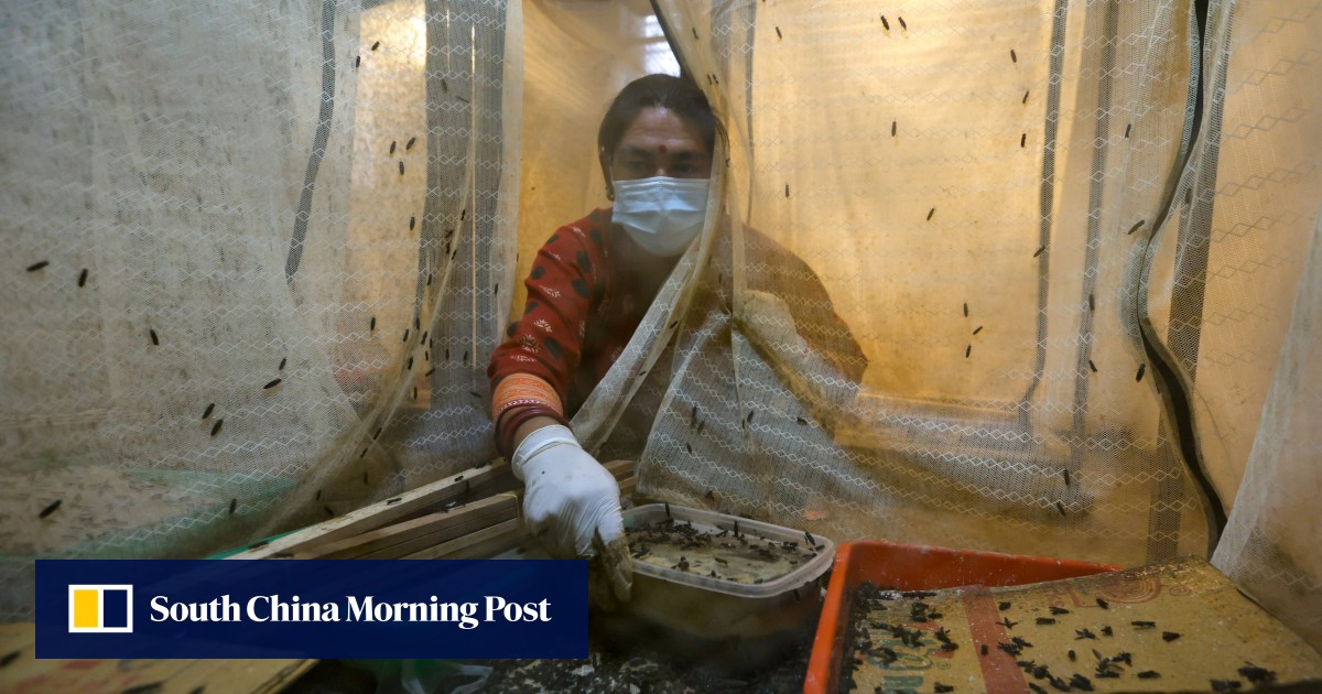 Fly larvae breeds success for Nepali women | South China Morning Post