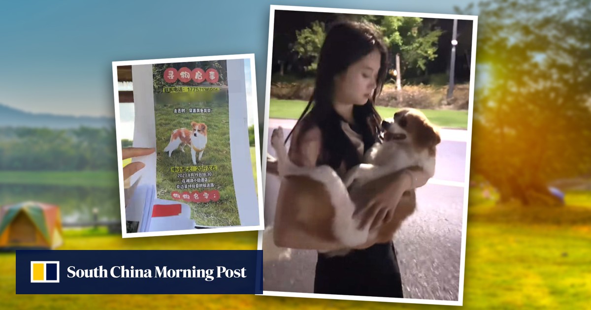 ‘It is fate’: dead-of-night reunion of China dog owner and lost pet ...