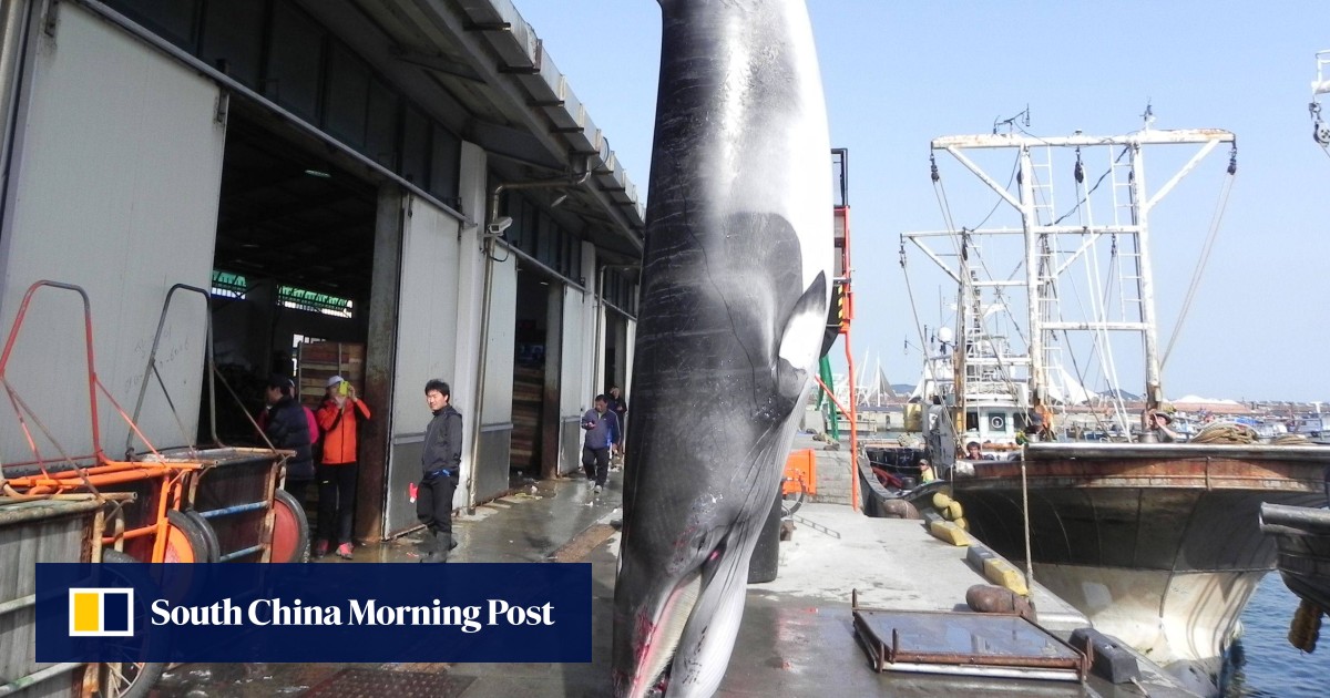 South Korea urged to ban sale of whale meat disguised as ‘lotto in the ...