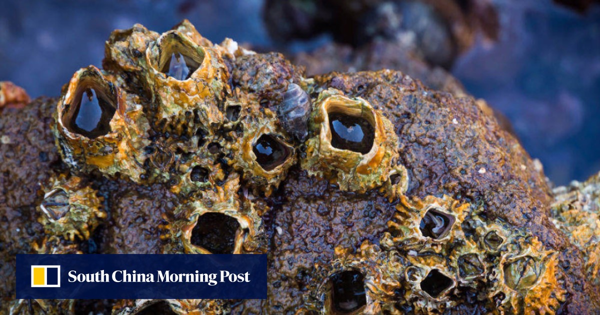 Malaysia Airlines flight MH370: could barnacles hold the key to ...