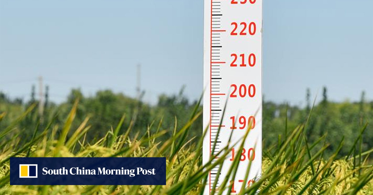 China’s giant rice hybrid yields bumper harvest in what could be ‘game ...