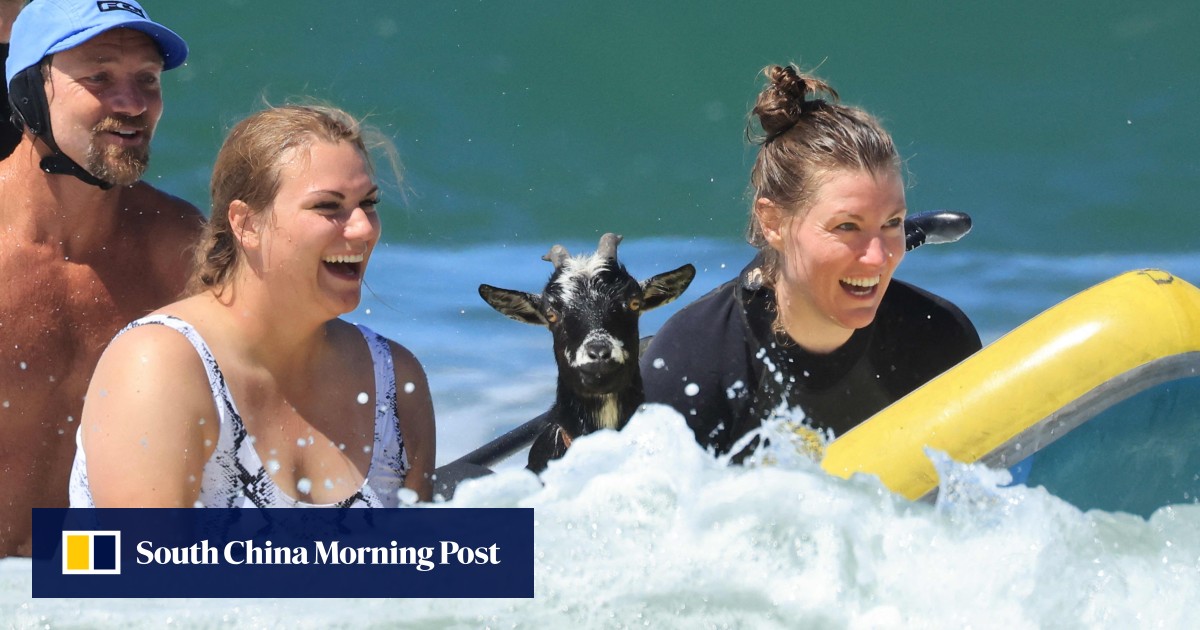 Goat vibrations: animals teach surfers in California | South China ...