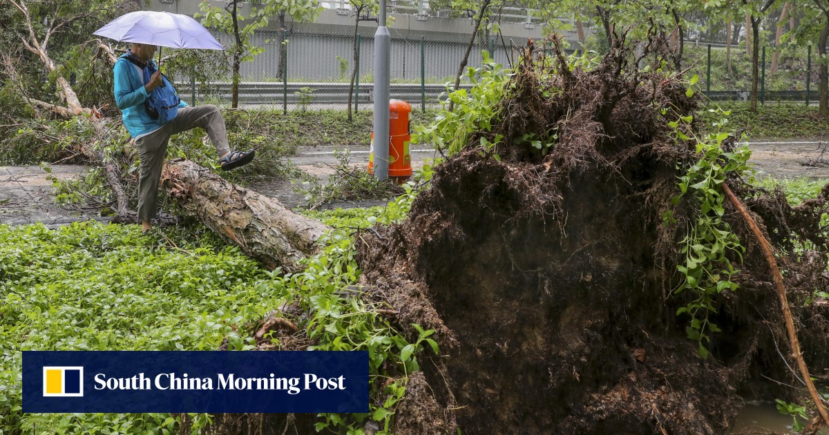 Hong Kong must ‘revolutionise’ tree-planting methods to ensure public ...