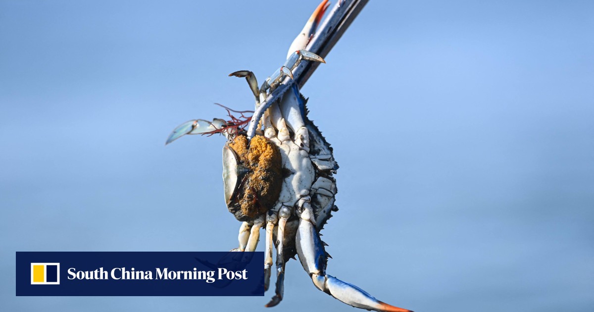 Invasive species behind 60 per cent of extinctions, with murder hornets ...