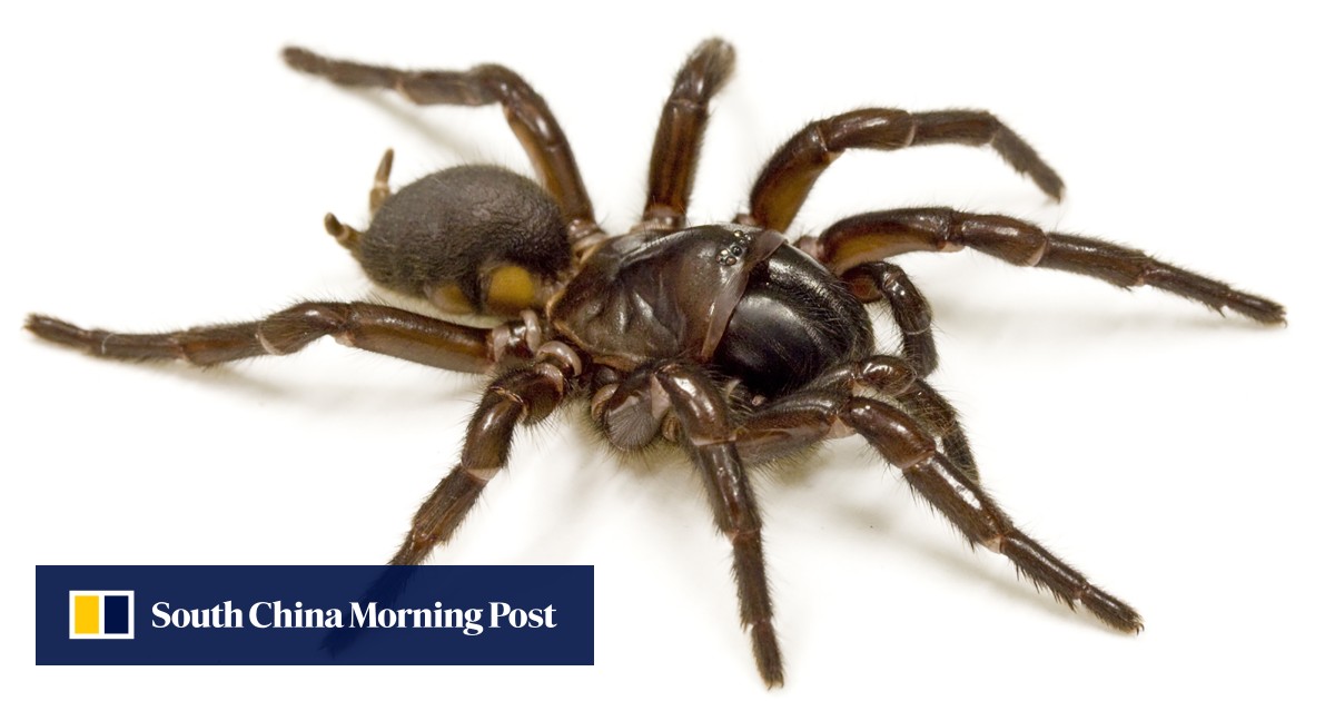 Repurposing dead spiders, counting cadaver nose hairs win Ig Nobels for ...