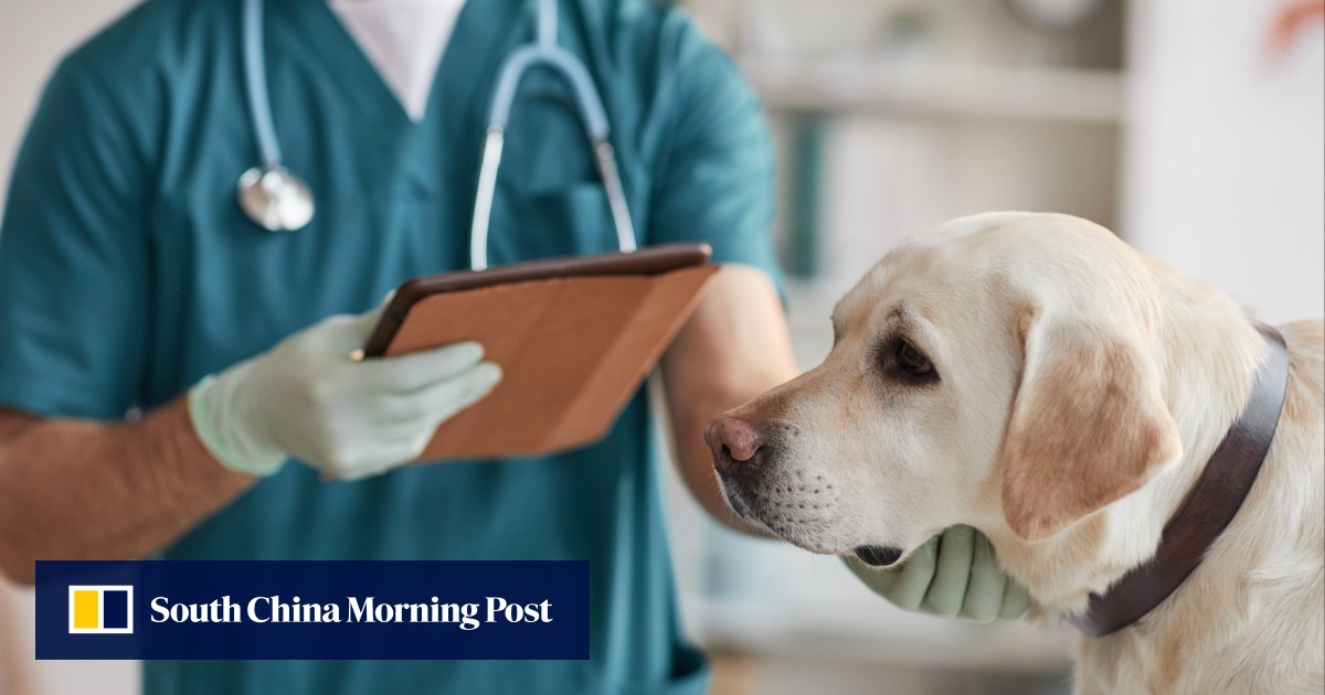 Hong Kong’s first batch of locally trained vets to be allowed to ...