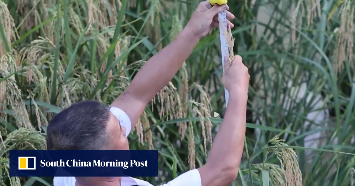 China’s genetically modified giant-rice harvest feeds Beijing’s ...