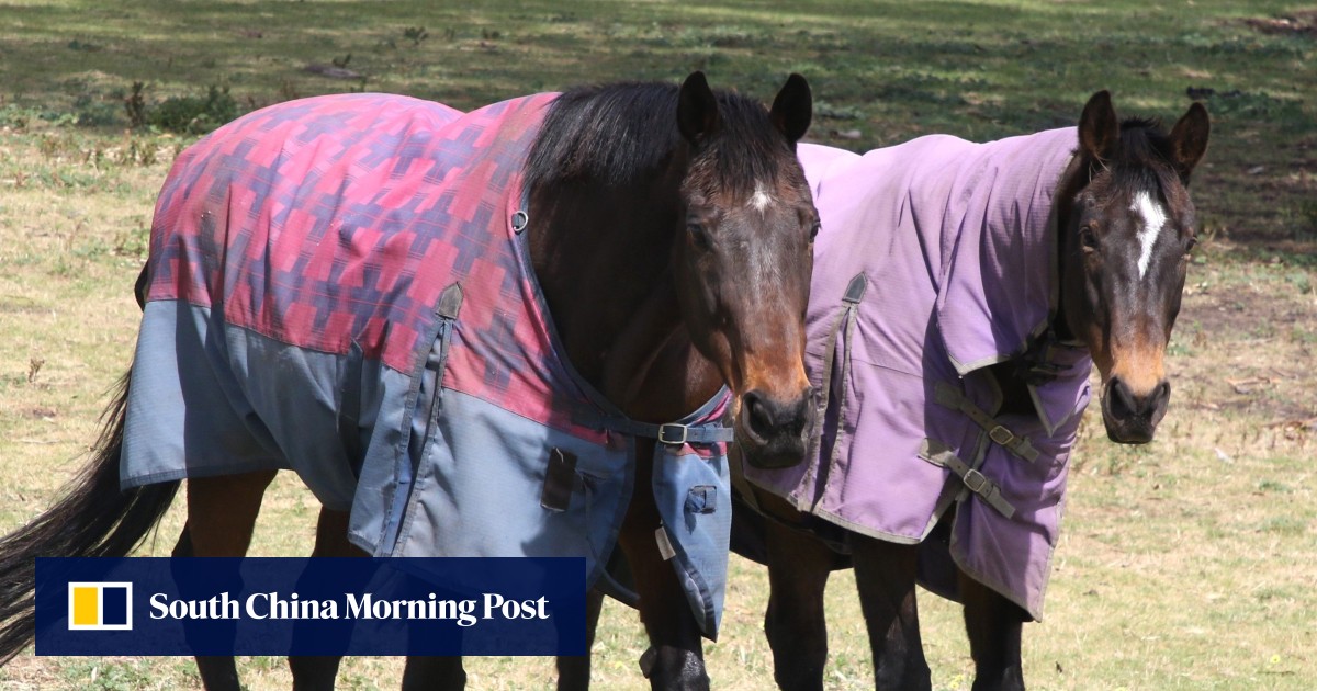 Meet the worn-out old Australian vet loving life with some worn-out old ...
