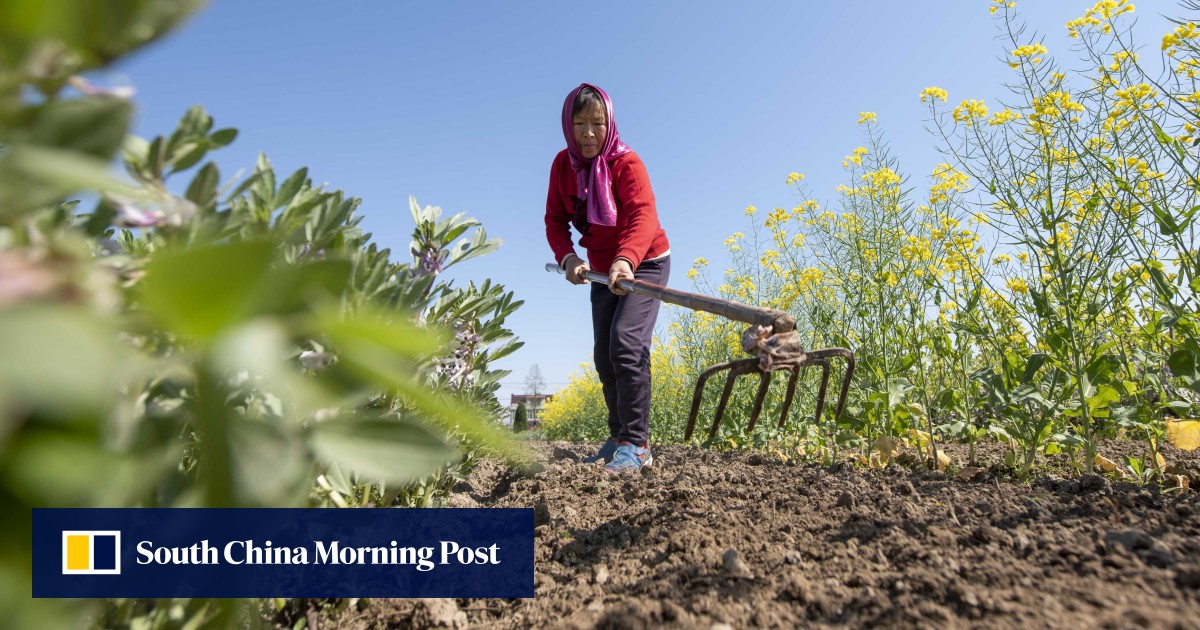 China adopts GM technology for corn, soybeans in major food security ...