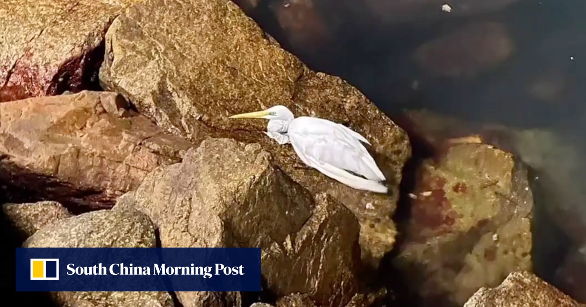 Police arrest 2 in Hong Kong on suspicion of animal cruelty after birds ...