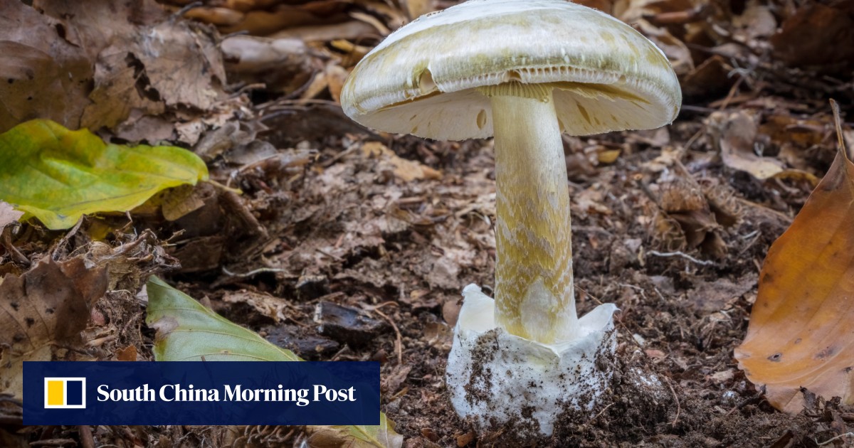 Australian Woman Charged With Murder Over Mushroom Lunch That Killed 3