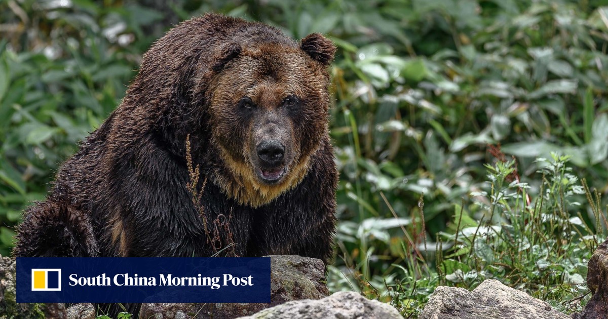 Japan faces ‘inevitable’ rise in bear attacks as climate change pushes ...