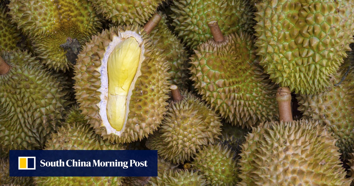 China’s durian demand sees Philippines score CIIE trade deal despite ...