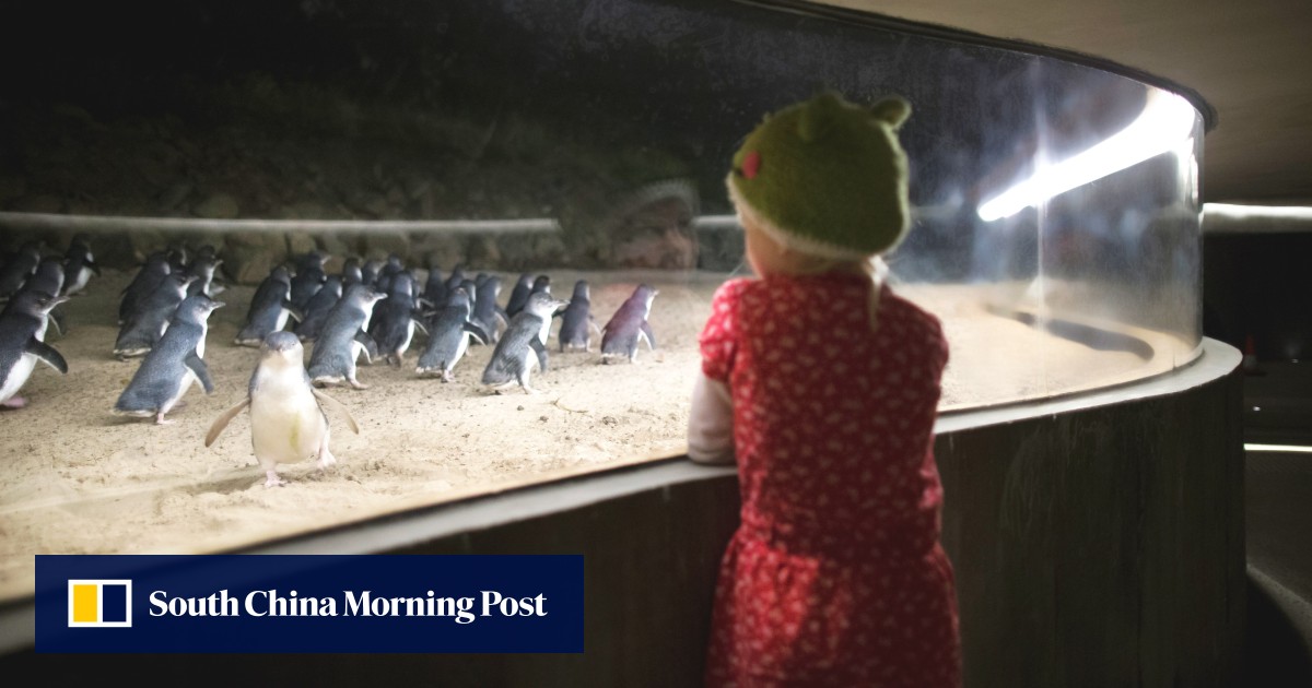 How viewing of ‘penguin parade’ on Australia’s Phillip Island puts the ...