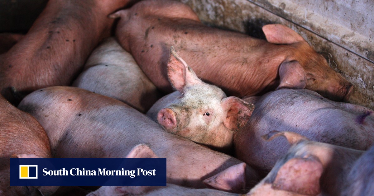 Hong Kong authorities to slaughter 32 pigs after African swine fever ...